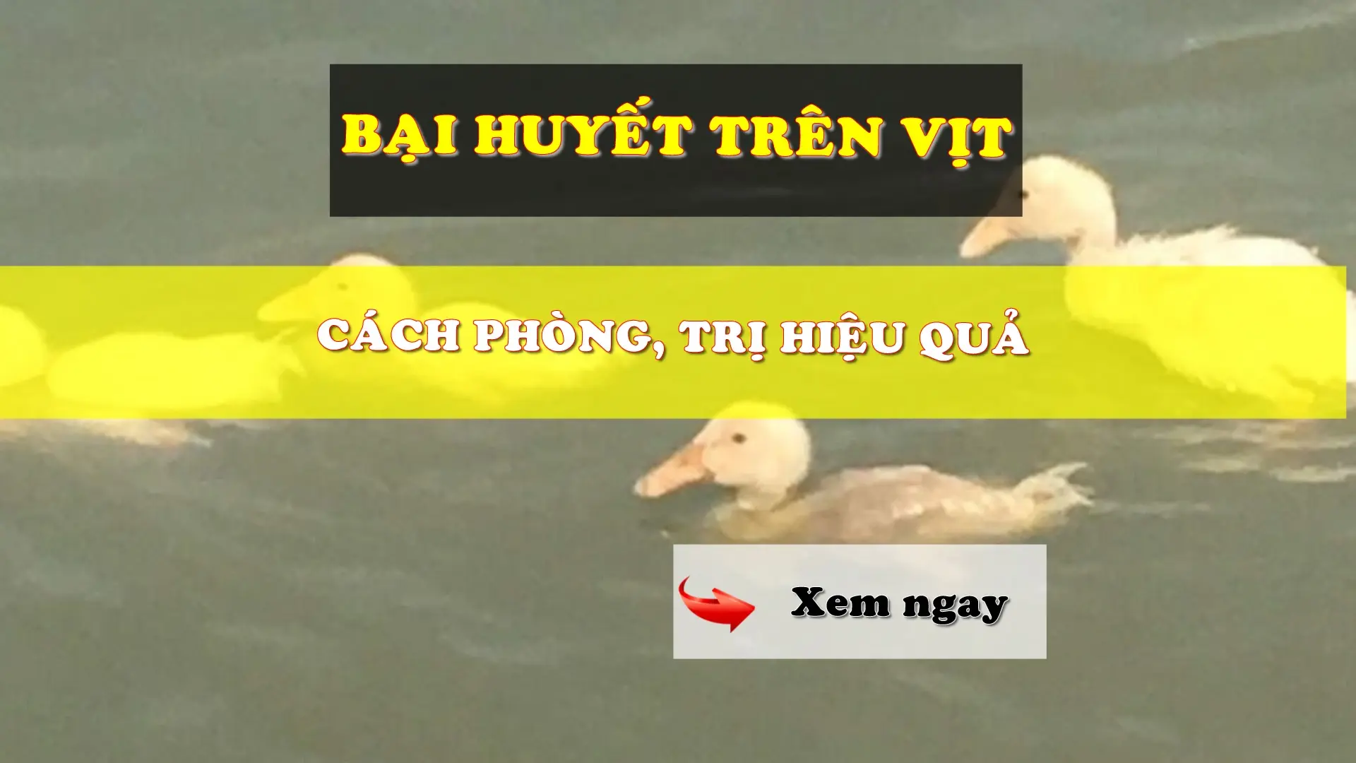 ICOVET - Chăn nuôi thịnh vượng