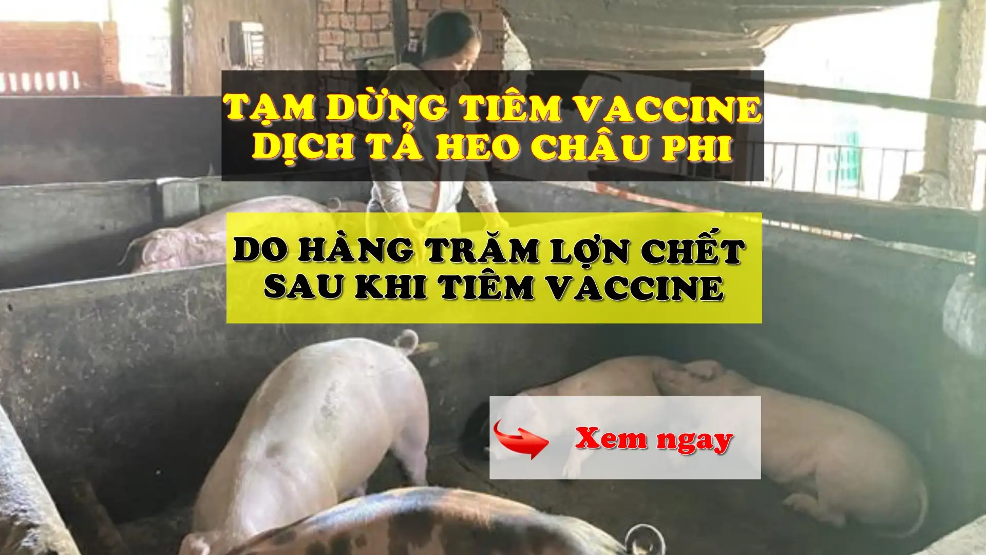 TẠM DỪNG TIÊM VACCINE DỊCH TẢ HEO CHÂU PHI NAVETCO - ICOVET - Chăn Nuôi ...