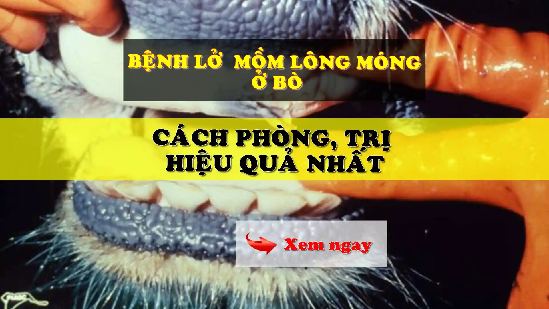 BỆNH LỞ MỒM LÔNG MÓNG Ở BÒ - ICOVET - Chăn Nuôi Thịnh Vượng