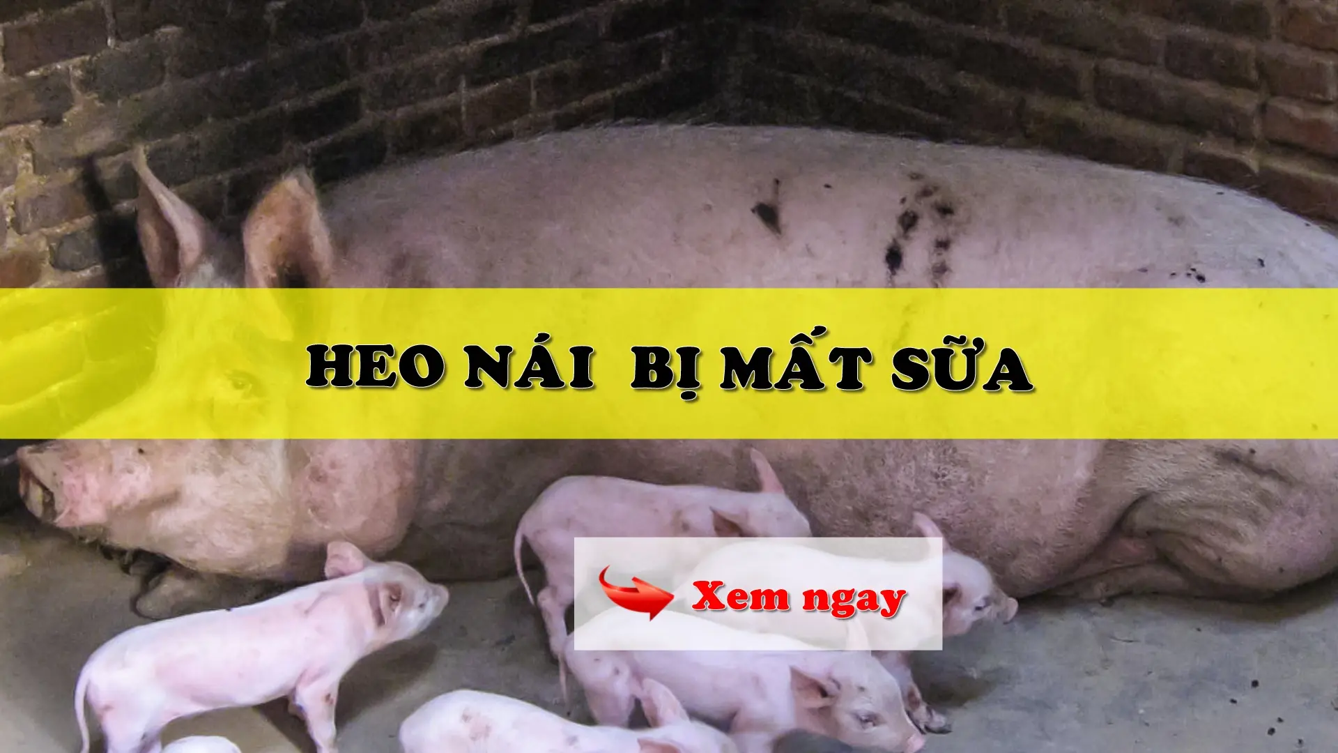 HEO NÁI BỊ MẤT SỮA - ICOVET - Chăn Nuôi Thịnh Vượng